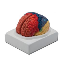 Model creier | Montigen.ro